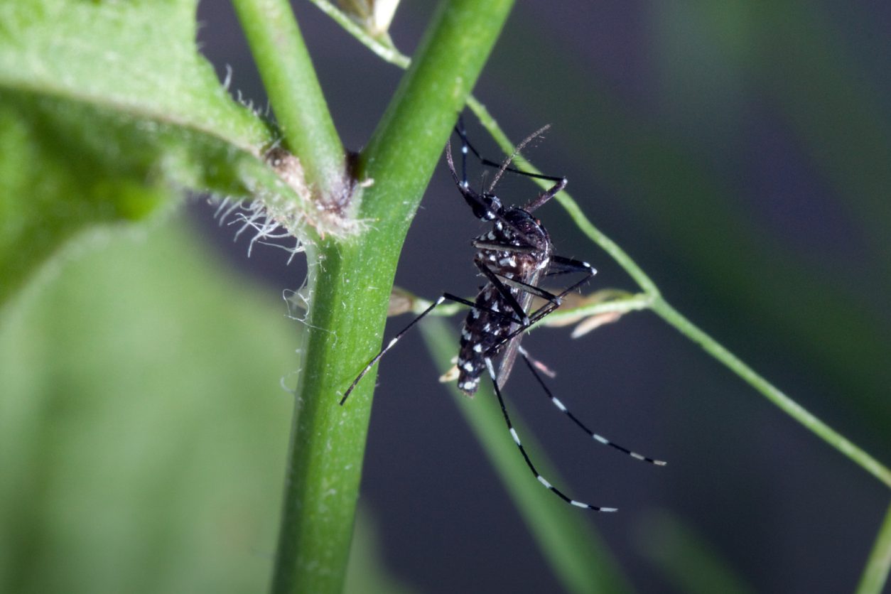 TIGER – Informationsplattform über die Asiatische Tigermücke